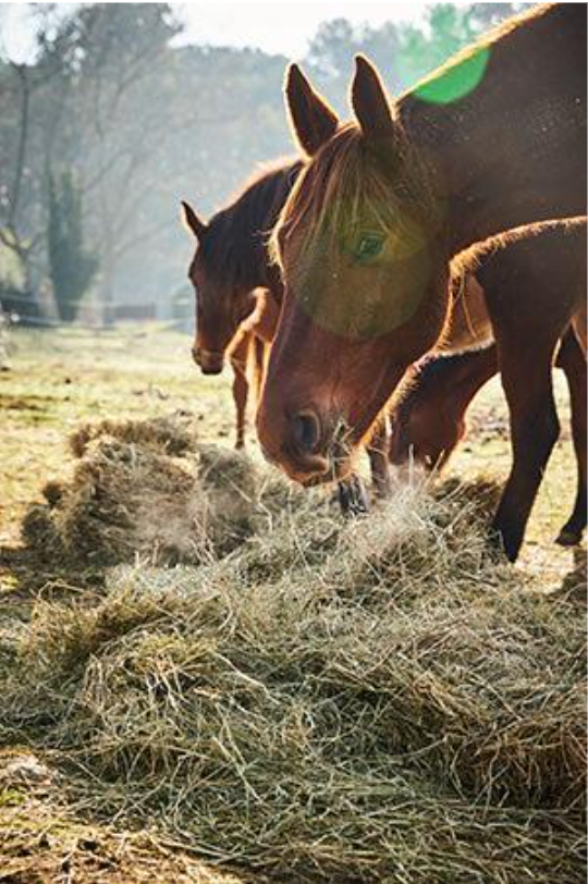 The Environmental Benefits of Steaming Hay for Horses Instead of Soaki ...