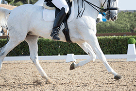 Ask the Vet, Part 3: Why is steaming hay important for my performance ...